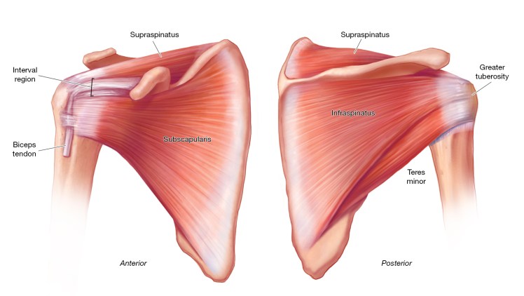 Acute Tears Of The Rotator Cuff Why Seek Help Immediately Shoulder